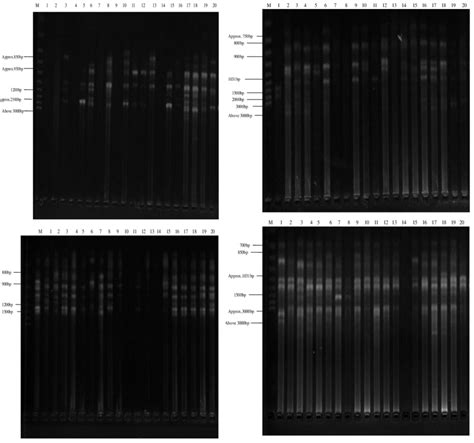 issr pattern for polymorphic primer issr849 issr 817 issr 821 and