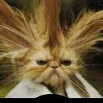 Cat Stressed Meme Generator Imgflip