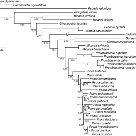 Extended Majority Rule Consensus Tree With Average Branch Lengths And Download Scientific