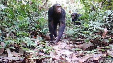 Chimpanzee Conservation African Conservation Foundation