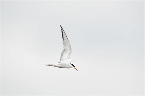 일반적인 제비 갈매기 Sterna Hirundo 회색 흰색 깃털 머리에 검은 색 모자 검은 색 팁이있는 붉은 창을 가진 중형 철새 물새 새가 하늘을 향해 날아갑니다 경관에