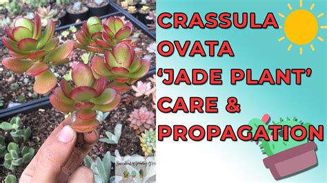 Crassula Ovata Money Plant Care How To Care For A Money Plant Jade