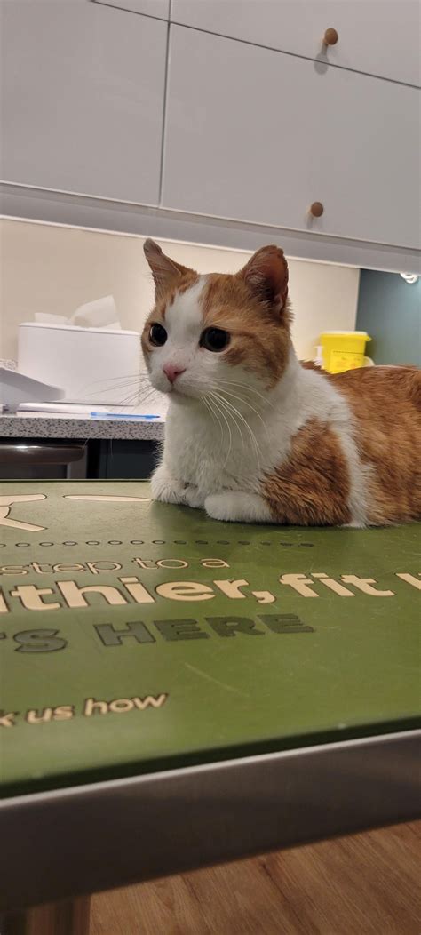 Please Tell Percy Hes A Good Boy Hes Suddenly In Hospital With Liver