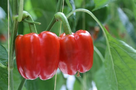 Our News Oppy Welcomes Home Cpma Trade Show Oppy