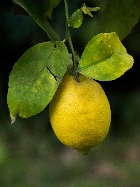 Premium Photo Yellow Lemmon On The Tree