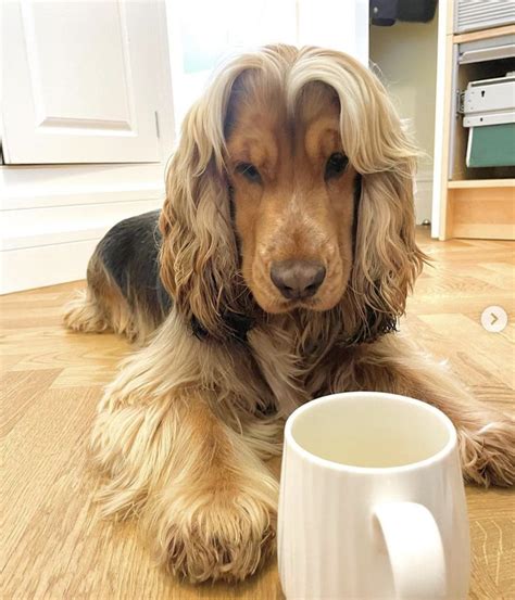 Спаниель сидит рядом с чашкой кофе