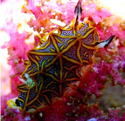 Halgerda Tessellata From Long Dong Taiwan Limace De Mer Limace