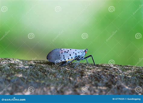 Cicada Insect Stock Image Image Of Detail Sing Closeup 4779225