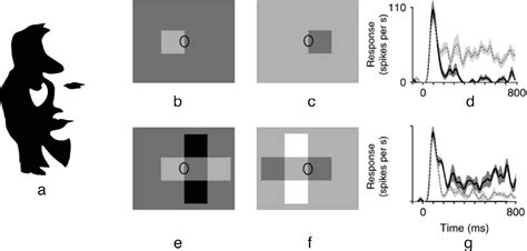 Figure 1 From Dynamic Coding Of Border Ownership In Visual Cortex