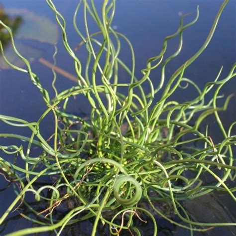 Buy Corkscrew Rush Juncus Effusus F Spiralis