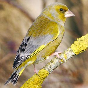 Male European Greenfinch In Breeding Plumage