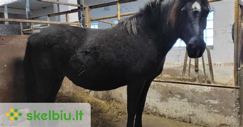 Kumelinga Grynaveislė žemaitukė Skelbiult