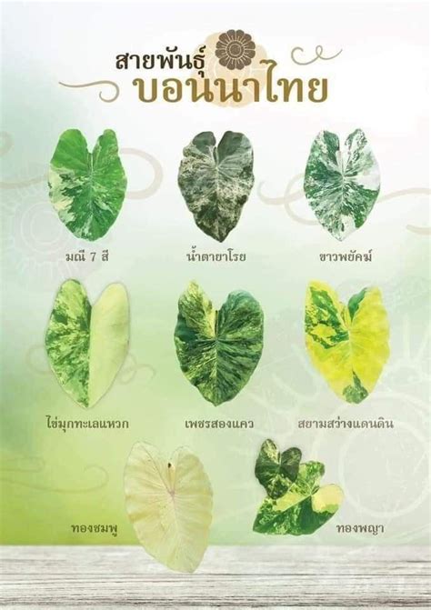 ปักพินโดย Watchara Huanprapai ใน U0e01 U0e32 U0e23 U0e1a U0e31 U0e19