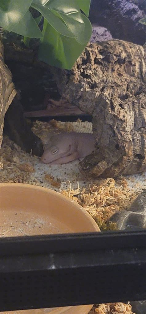 Leopard Gecko Substrate Recommendations R Leopardgeckos