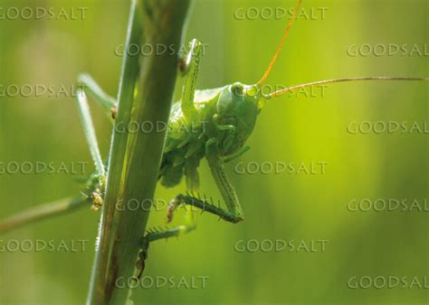 Green Bug Goodsalt