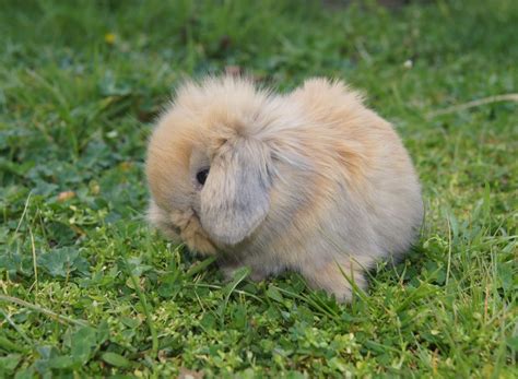 Characteristics And Care Of The Mini Lop Rabbit