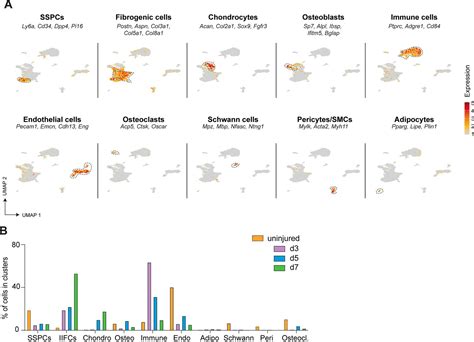Figures And Data In Single Nucleus Transcriptomics Reveal The Differentiation Trajectories Of