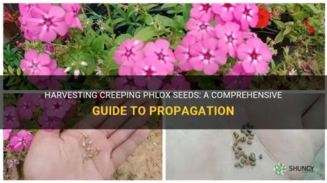 Harvesting Creeping Phlox Seeds A Comprehensive Guide To Propagation