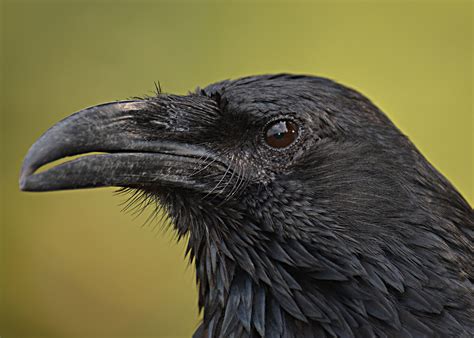 Large Beak Of Raven Raven Images Crow Pictures Black Bird