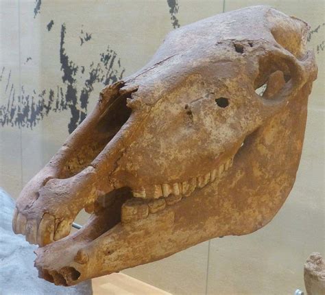 The 21 Most Bizarre Fossils Ever Discovered