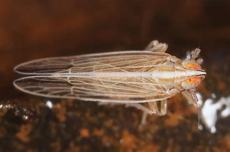 Planthopper Bugguide Net