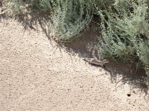Spotted Ground Squirrel From Samalayuca Dune Fields Juárez Chihuahua