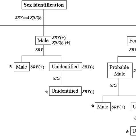 Flowchart Showing The Pcr Reactions For Molecular Sex Identification