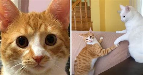 Little Kitten Got Big And Became The Alpha Cat We Love Cats And Kittens