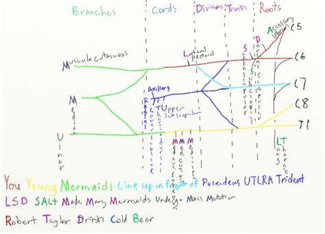Mnemonics For Brachial Plexus