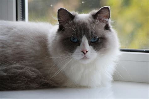 Ragdoll Cat Growth Stages Kitten To Adult Size Weight And Timeline