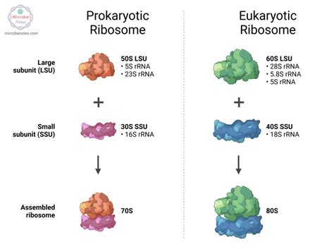 Prokaryotic Vs Microbe Notes