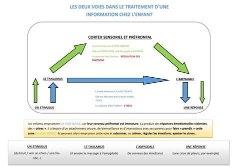 Le Traitement De Linformation Chez Lenfant