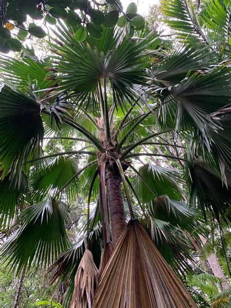 Our State Tree Kukui Or Loulu The International Palm Society