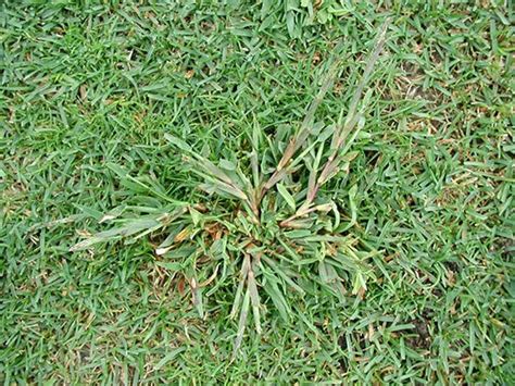 What To Do About Crabgrass In Your Lawn — Bountiful Lawns