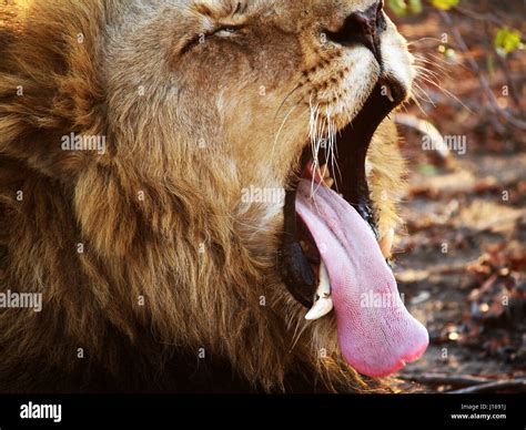 Lion Tongue