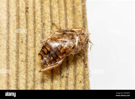Shed Exoskeleton Of A Cockroach Showing The Molting Stage Of This Common Insect As It Grows And