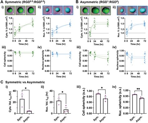 Spatial Presentation Of Integrin Ligands Around Single Cells Impacts Download Scientific