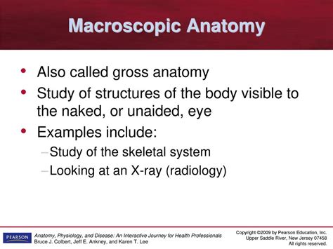 Gross Macroscopic Anatomy