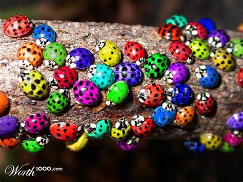 Rainbow Of Lady Bugs Purple Ladybugs Ladybug Beautiful Bugs