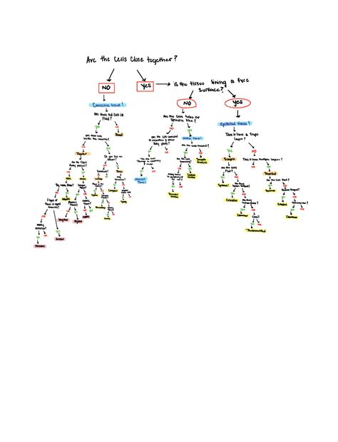 Tree Branch Bio Studocu