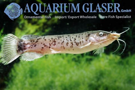 Malapterurus Microstoma 50 Cm Aquarium Glaser Gmbh