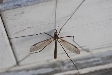 Worm Like Bugs With Legs