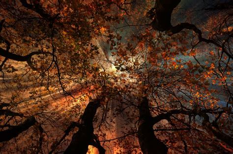 Trees Canopy Background Stock Photo Image Of Background