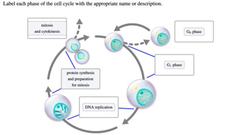 Cell Cycle Labeling