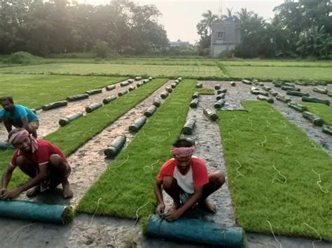 Rectangular Natural Grass Carpet Roll At ₹ 4sq Ft In Kolkata Id