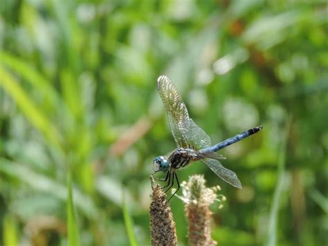 Libelle Larve Bilder Kostenloser Download Auf Freepik