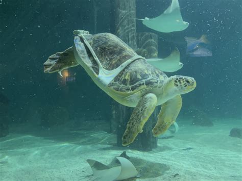 A Sea Turtle Plagued By Bubble Butt Condition Is Helped By A 3d Printer