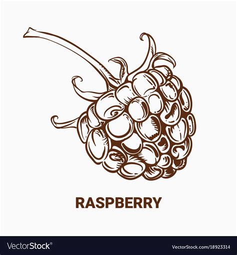 Drawing Raspberry Hand Draw Royalty Free Vector Image