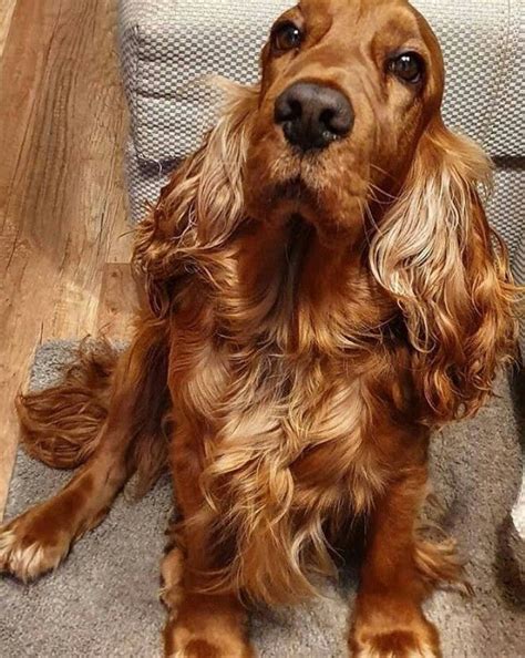 Pin De Blanca Perez En Cocker Spaniel Mascotas Perros Tatuajes De