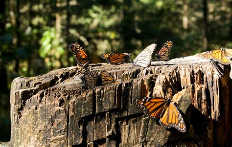 Santuario De La Mariposa Monarca Carlos Adampol Galindo Flickr